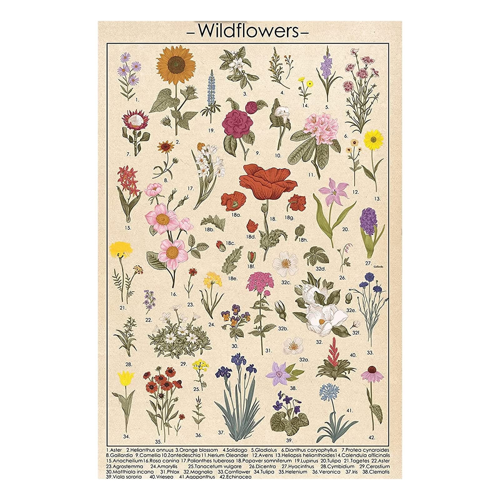 Vintage Wildflowers Poster Plant Poster Botanical Wall Art Flower Chart ...