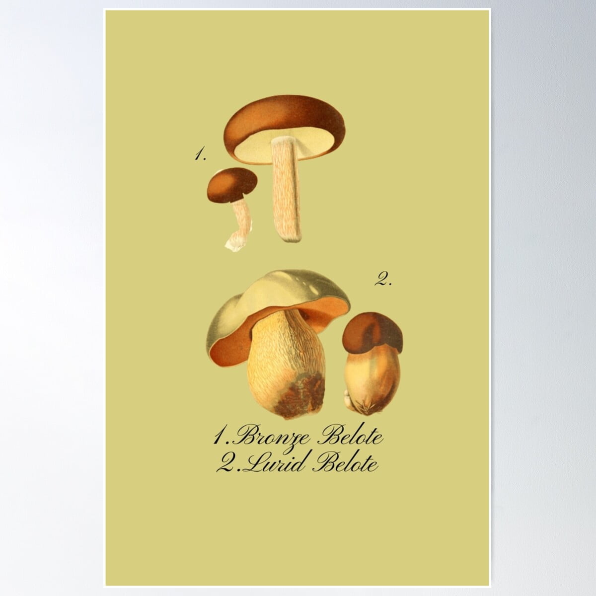 Vintage Woodland Mushrooms Botanical Drawing - Bronze Belote And Lurid ...