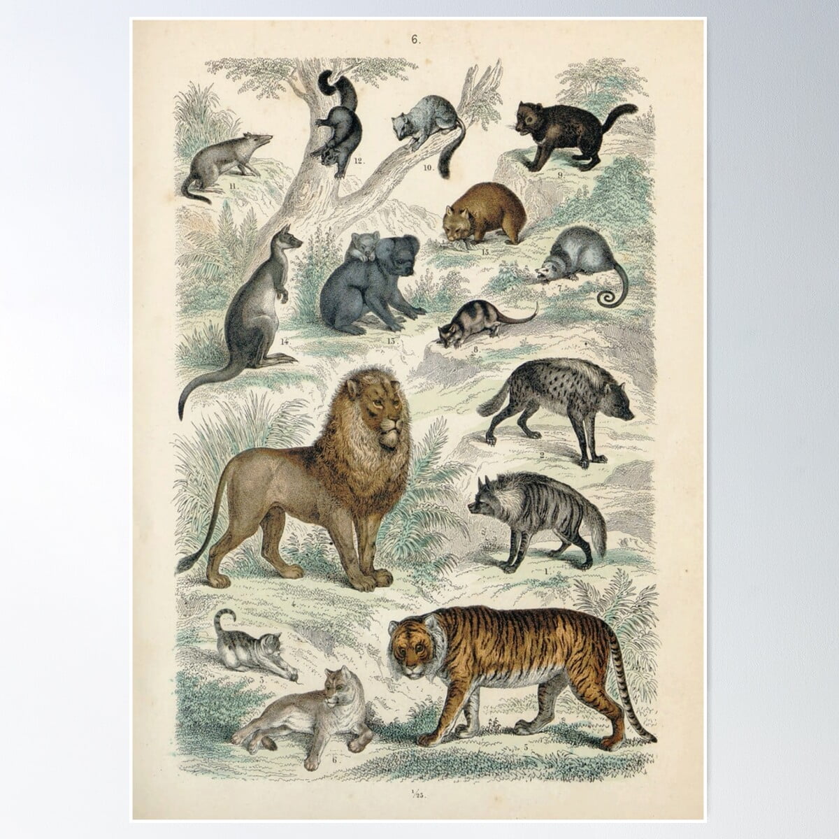Vintage Zoology Illustration - Marsupials And Big Cats Poster Wall Art ...
