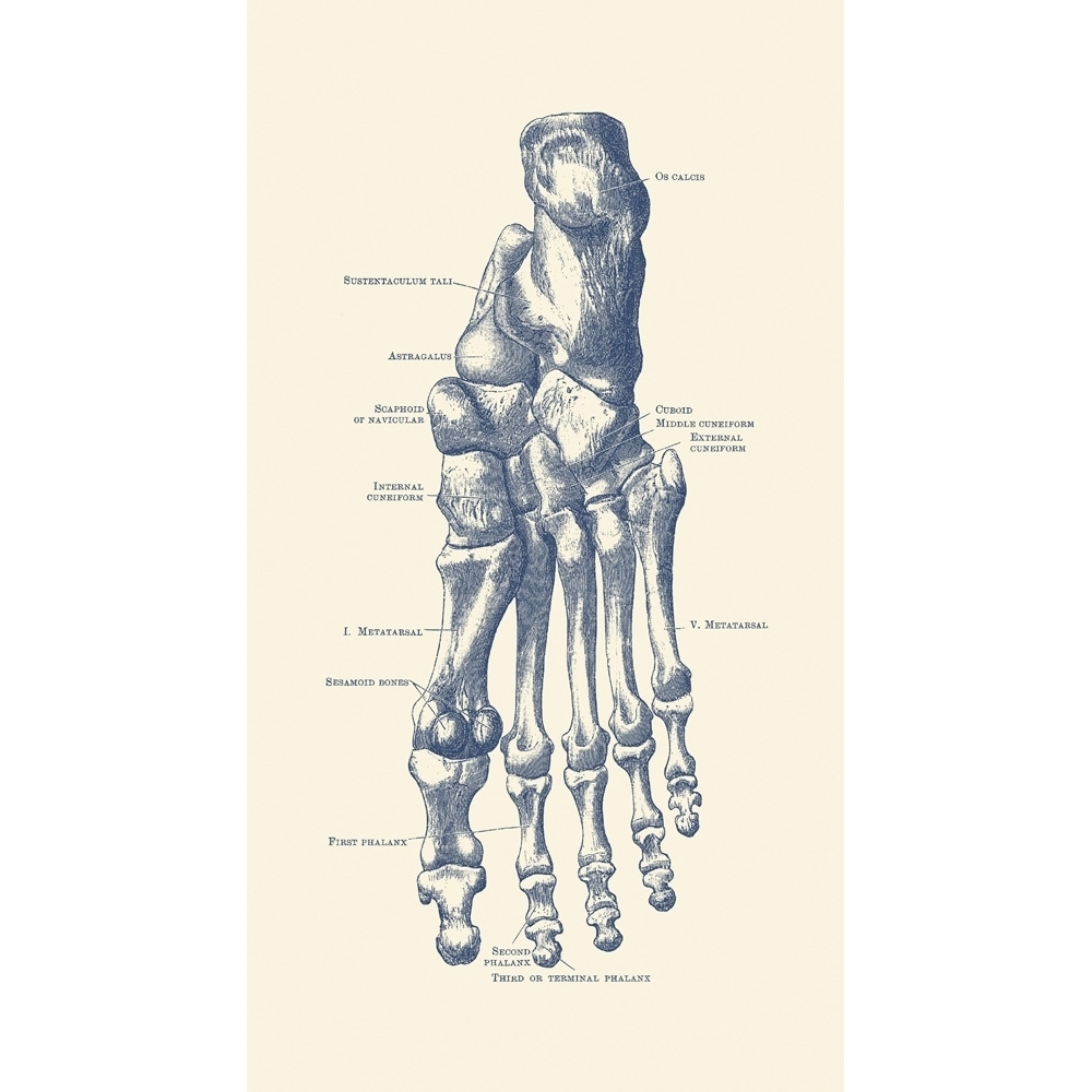 Vintage anatomy print of the human left foot with each bone labeled ...