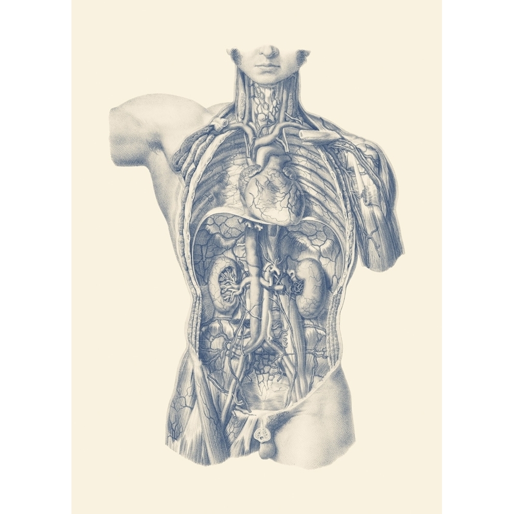 Vintage anatomy print of the interior venous and circulatory systems ...