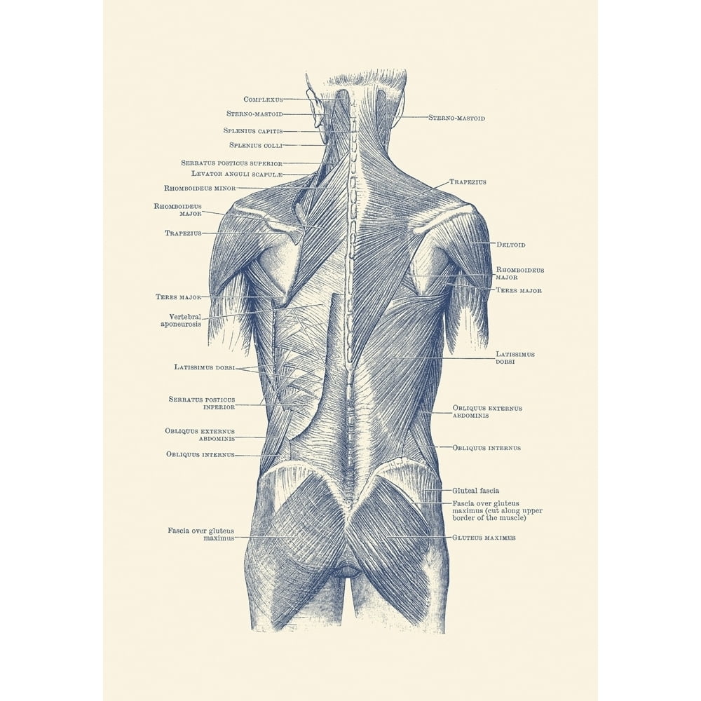 Vintage anatomy print showing a back view of the human muscular system ...