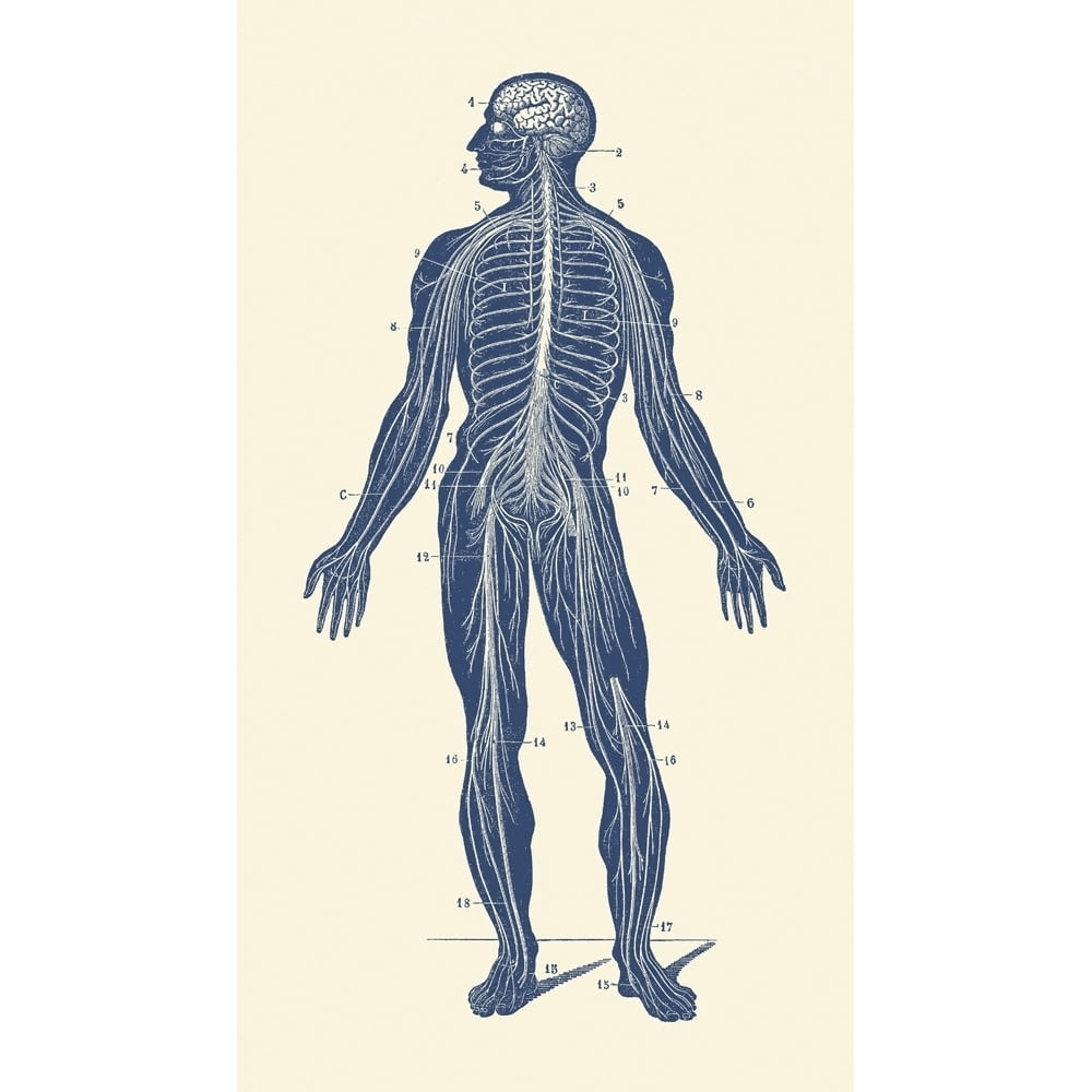 Vintage anatomy print showing the lymphatic system within a human body ...