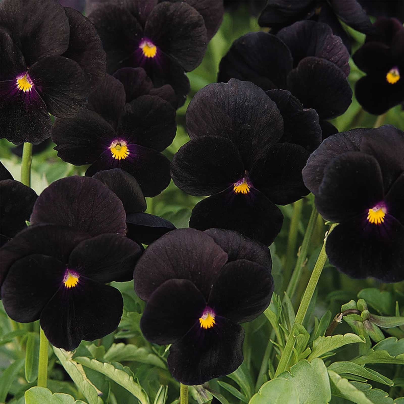 Viola Flower Garden Seeds - Sorbet F1 Series - Black Delight - 100 ...