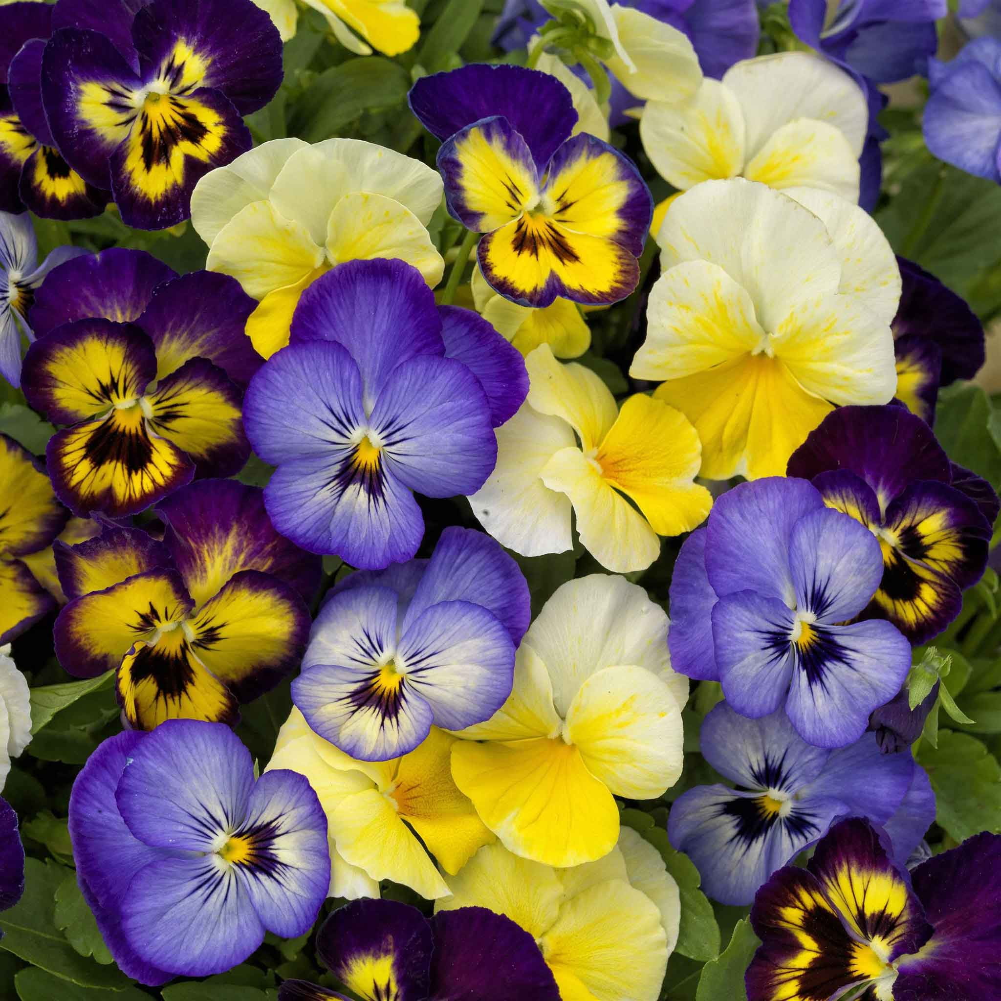 Viola Seeds - Colormax Lemonberry Pie Mix - Packet - Blue Flower Seeds ...
