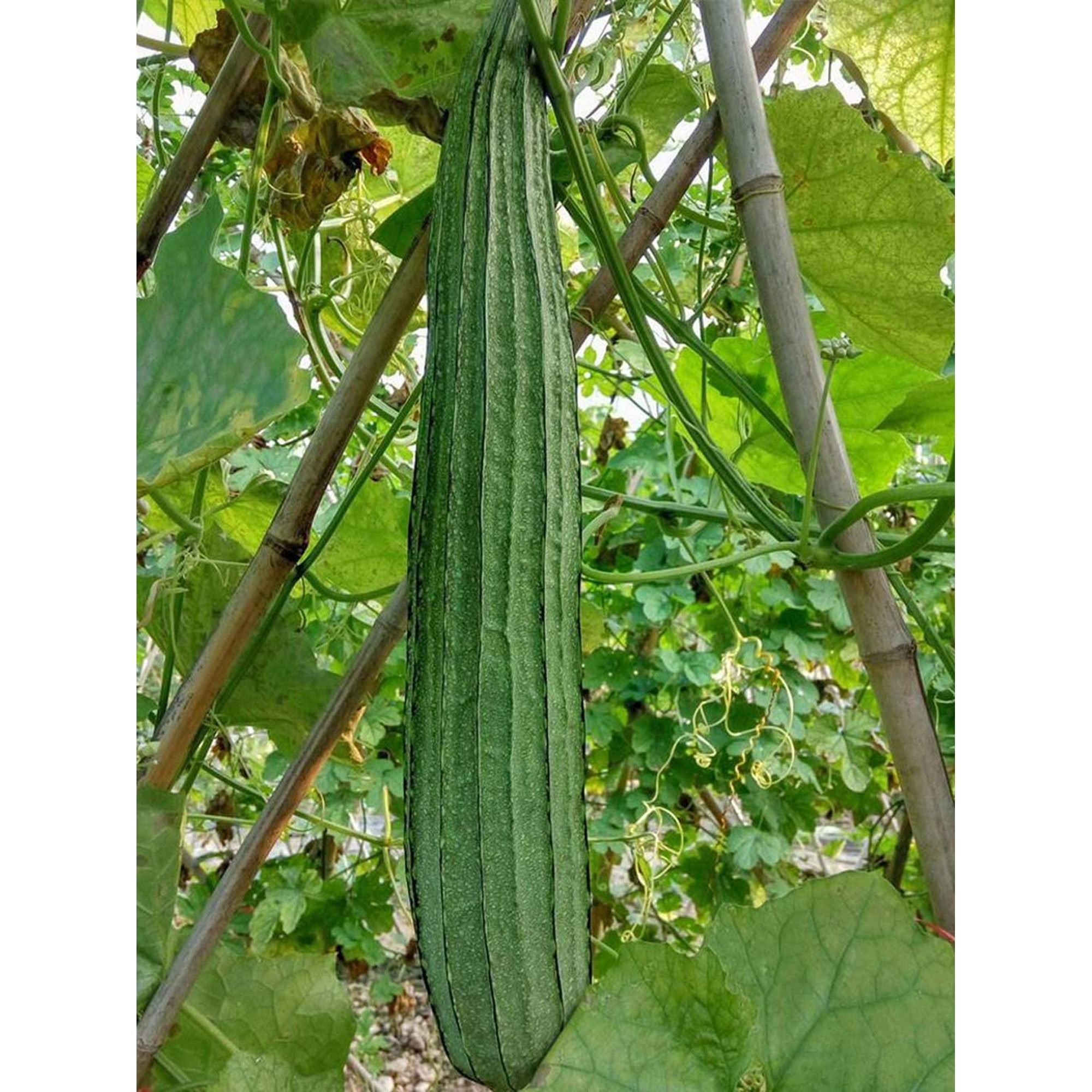 10 Unit Pack Sponge Long Loofah Gourd Unit Vegetables - (1 pack ...