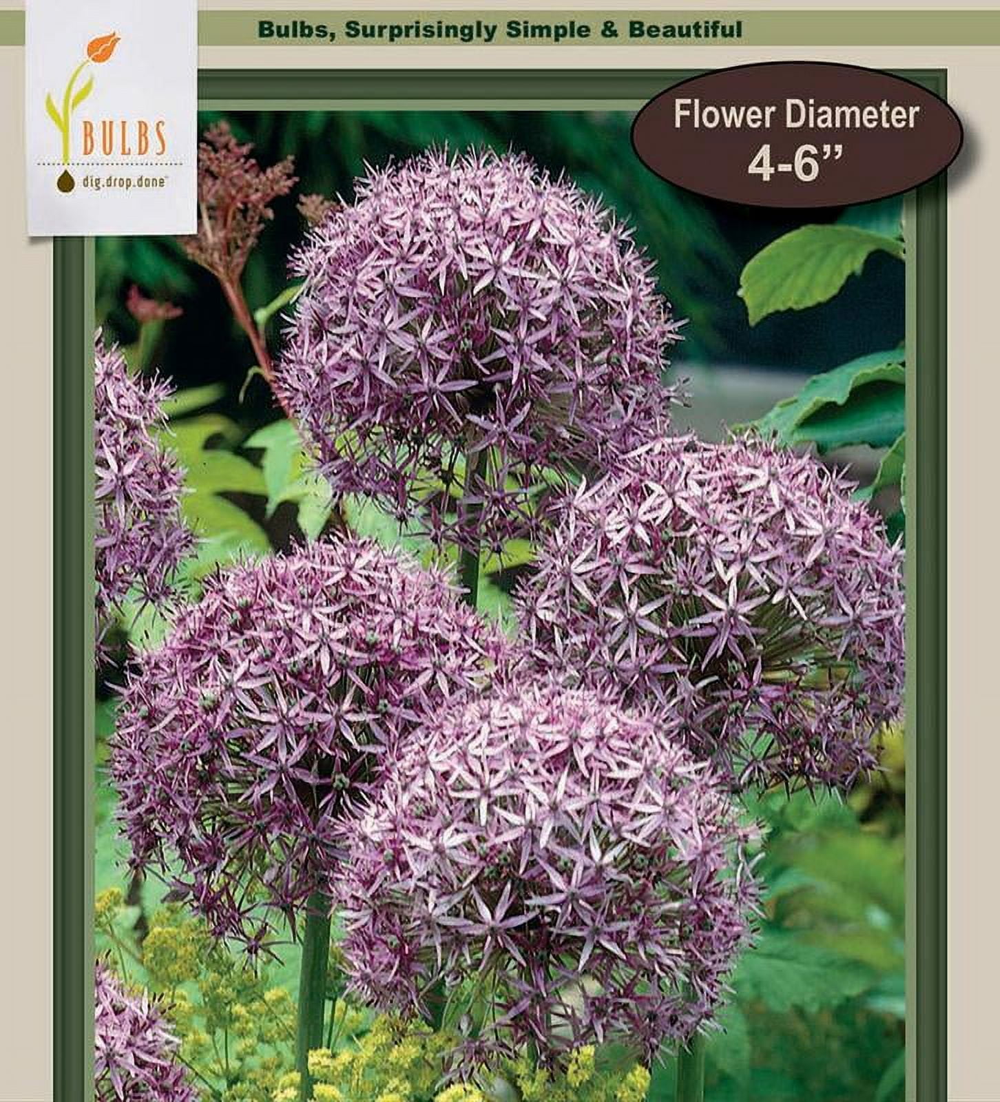 Violet Beauty Flowering Onion Allium 8 Bulbs - 12/+ cm Bulbs - Walmart.com