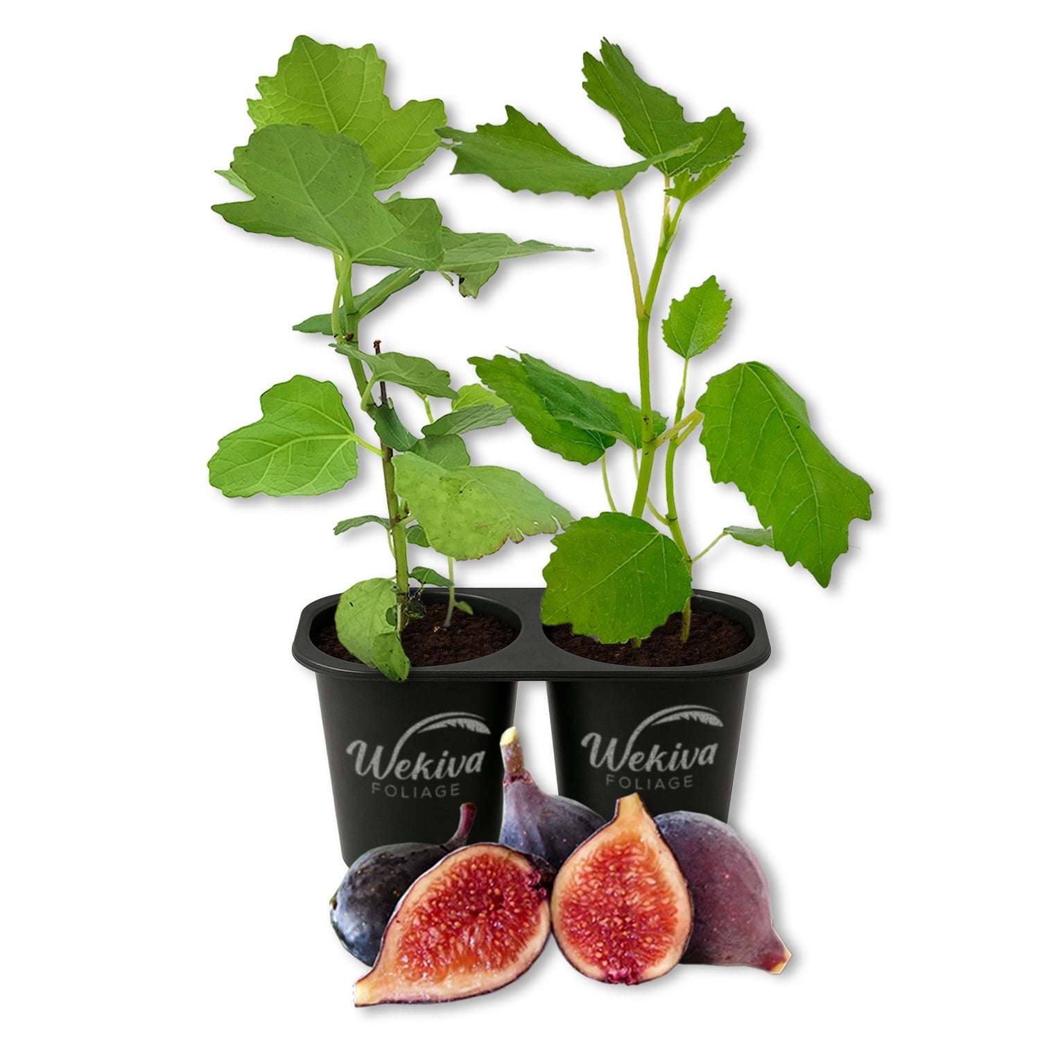 Violet De Bordeaux Fig Tree - 2 Live Starter Plants - Ficus Carica ...