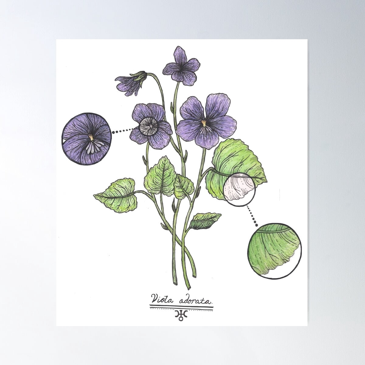 Violet - Flower Of February Poster Wall Art, Modern Wall Decor For ...