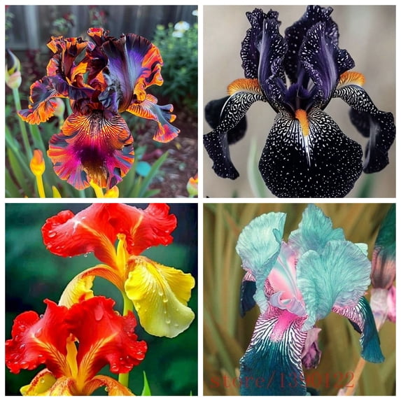 Violet Iris for Planting-(Non-Artificial)-No-fuss Cultivation & Fast ...