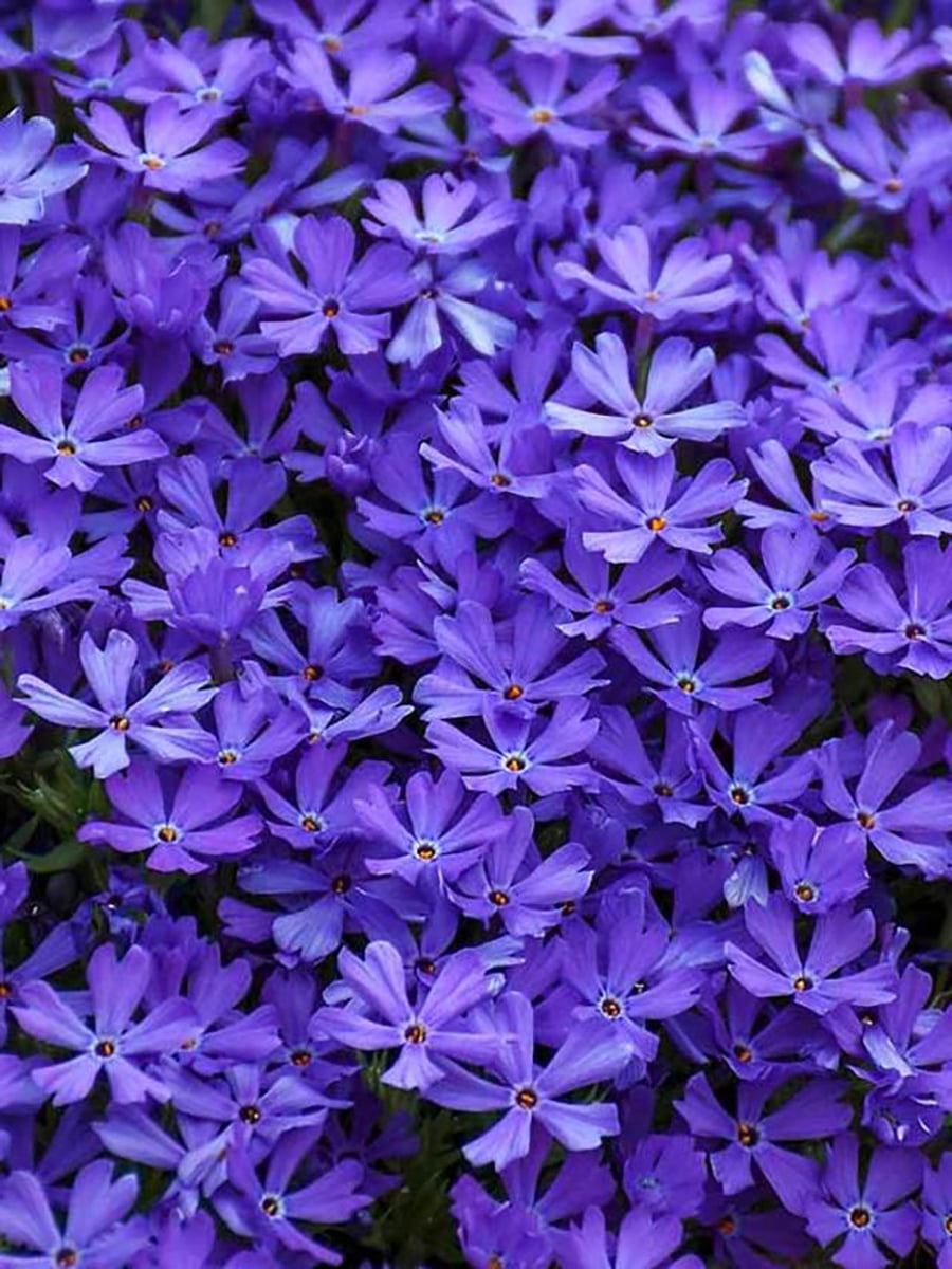 Violet Pinwheels Phlox Perennial - Gallon Pot - Walmart.com