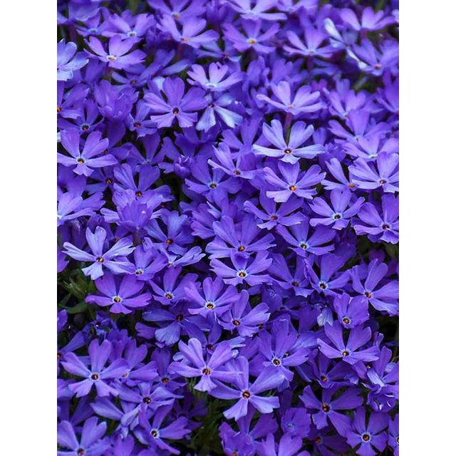 Violet Pinwheels Phlox Perennial - Quart Pot - Walmart.com