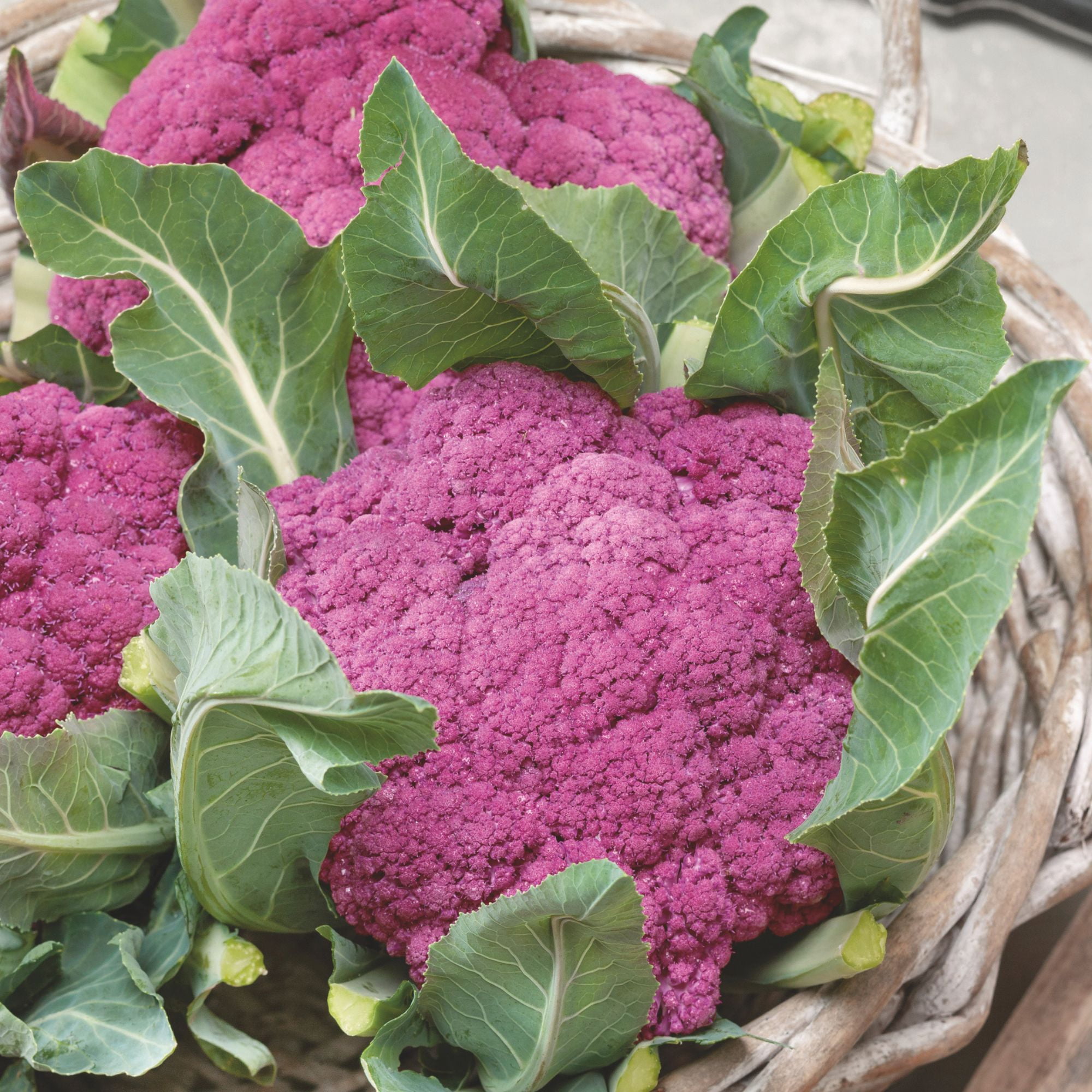 Violet Queen Cauliflower 4 Oz ~32,800 Seeds – Brassica oleracea – Non ...