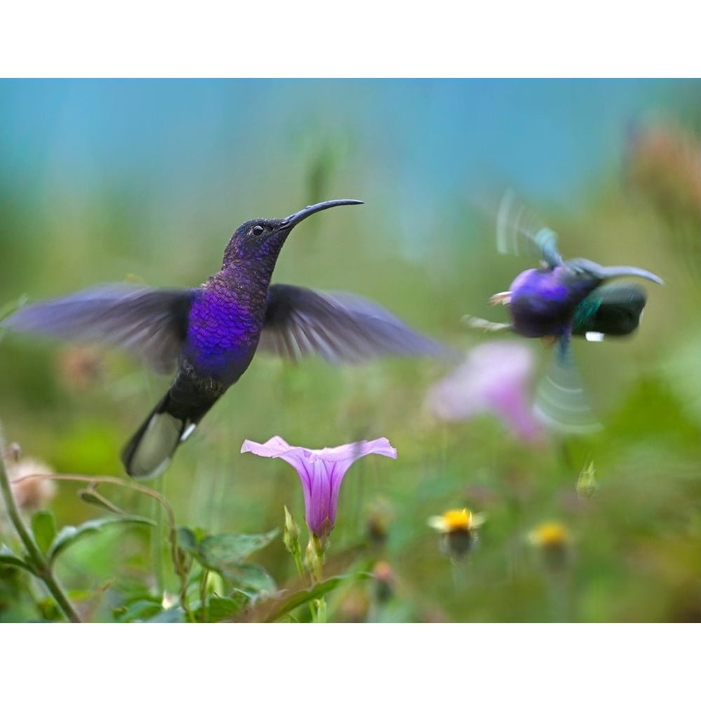 Violet Sabrewing Hummingbirds by Tim Fitzharris (24 x 18) - Walmart.com