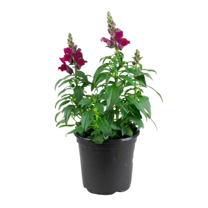 Violet Snapdragon Plants, 4 Inch Pot, Flowers Plants Live Outdoor ...