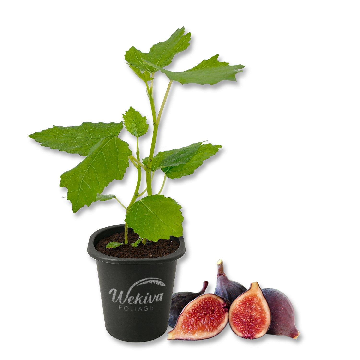 Violette de Bordeaux Fig Tree - 1 Live Starter Plant - Ficus Carica ...