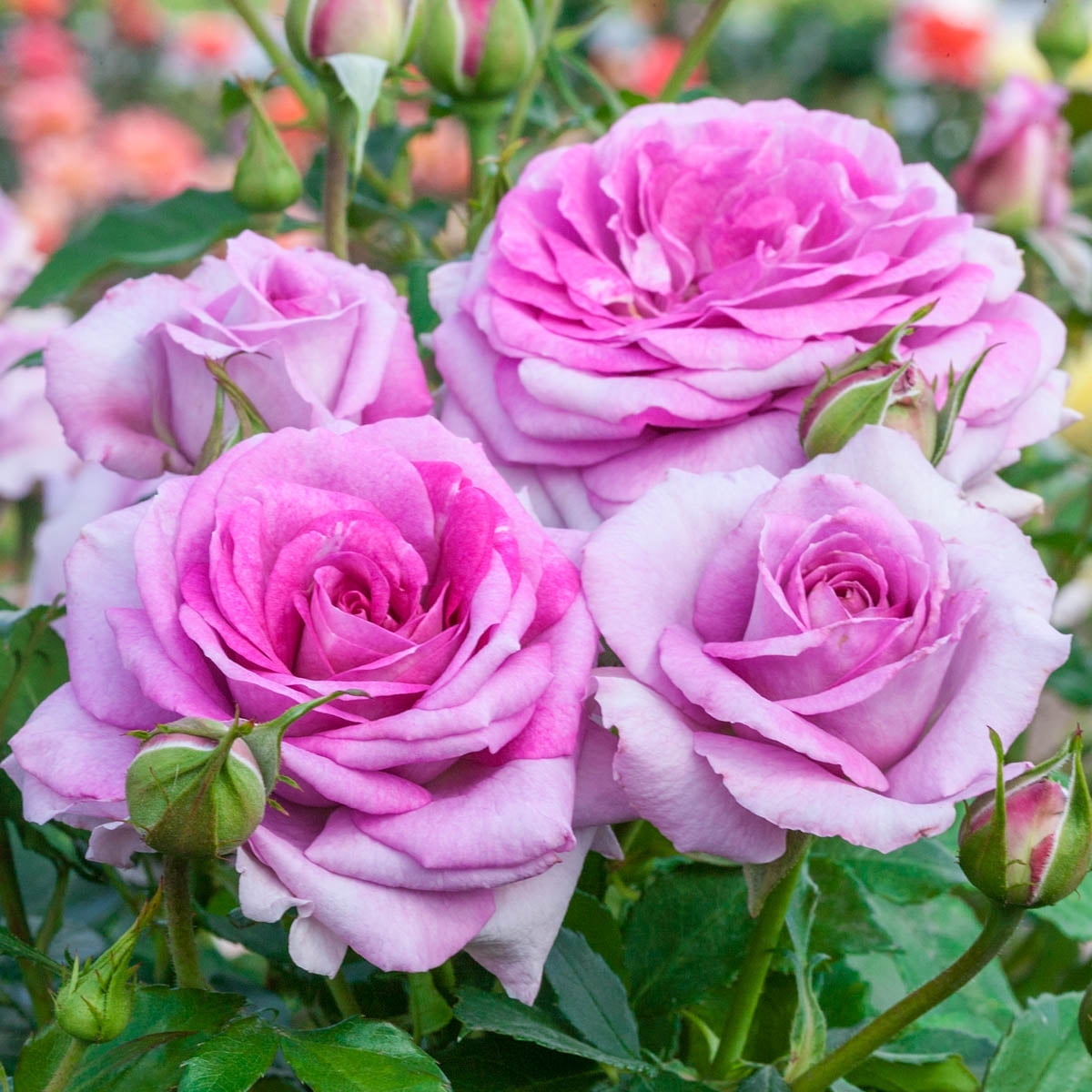 Violet's Pride Dormant Bare Root Floribunda 24IN Tree Form Rose, 1-Pack ...