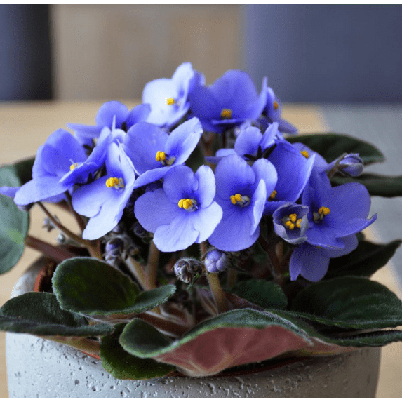 Violets Blue Live Plants Houseplants, Blue African Violet Flower 4 Inches Pot, Live Plant Indoor ...