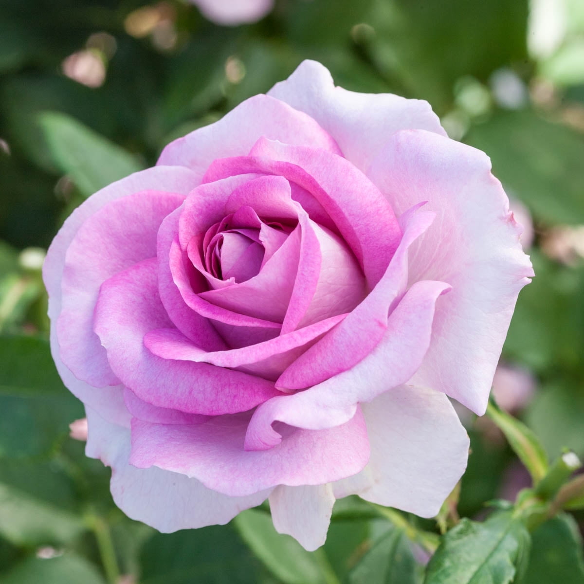 Violet's Pride Downton Abbey Floribunda Rose, Dormant Bare Root, 1.5 ...