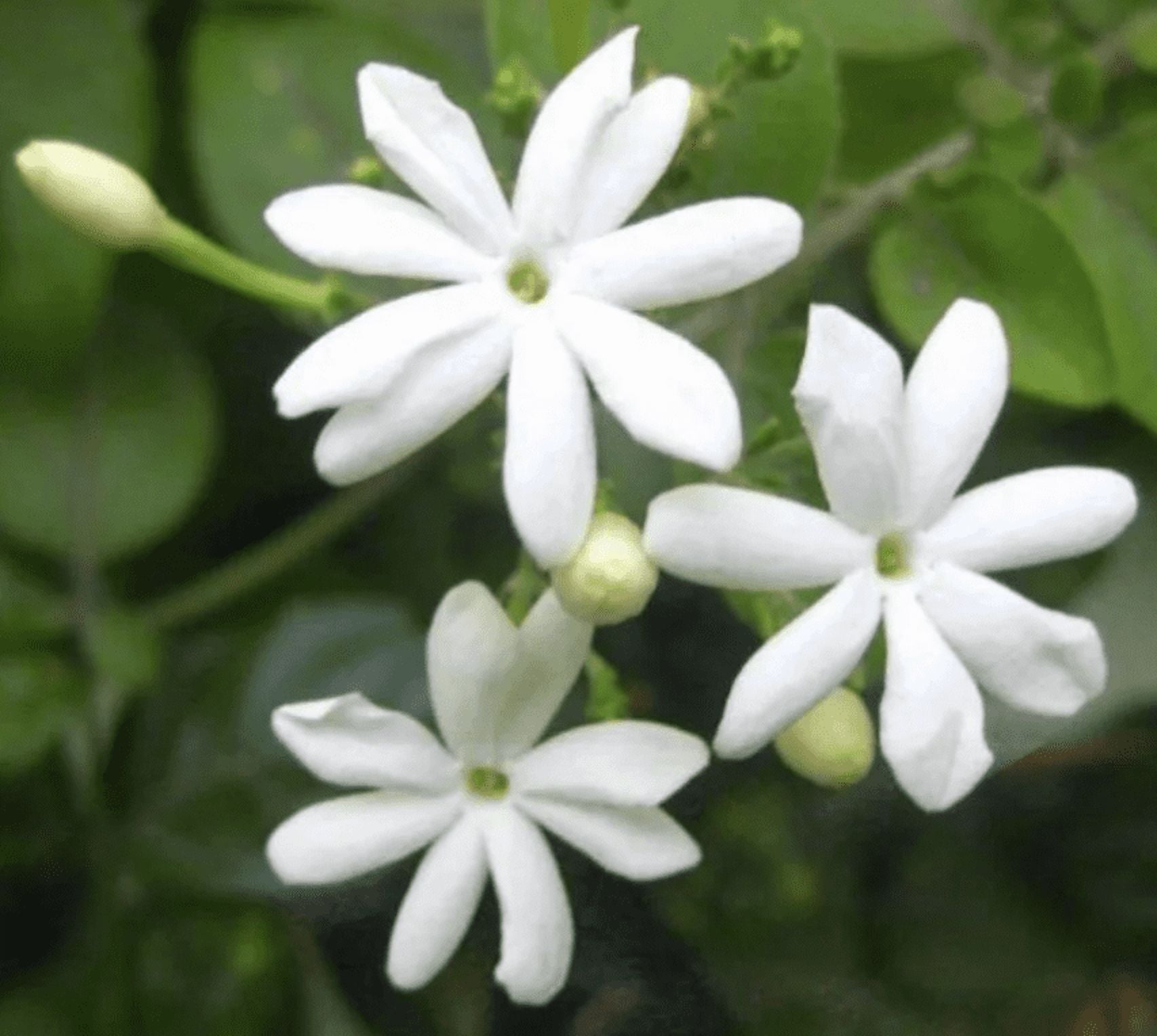Virajaji Jasmine Plant, Indian Jui Jasmine Plant, live plant, small pot ...