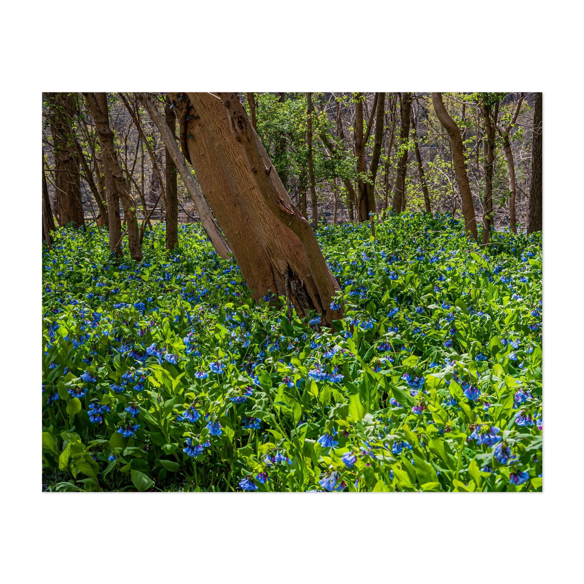 Virginia Bells on Virginius Island - Harpers Ferry West Virginia ...