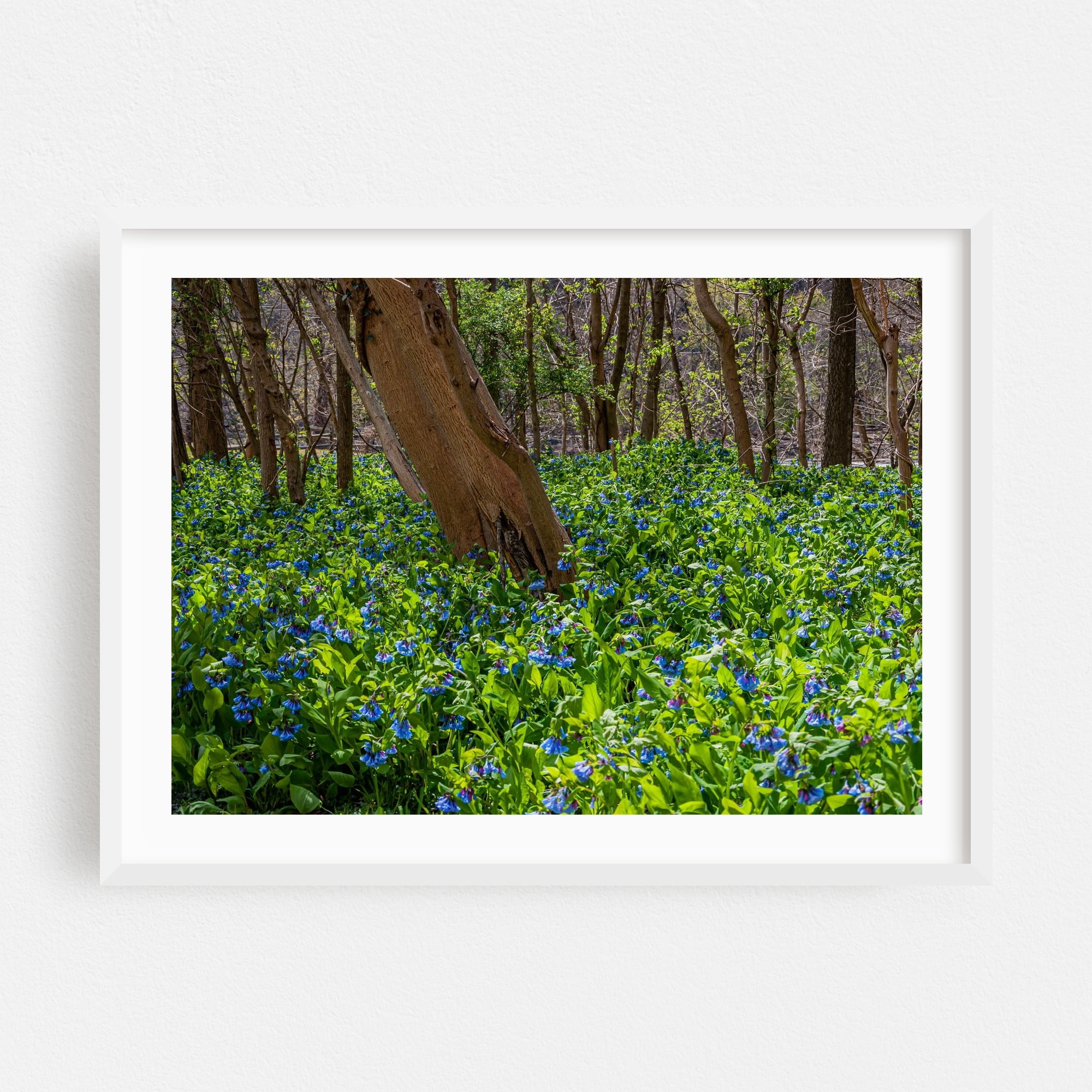 Virginia Bells on Virginius Island - Harpers Ferry West Virginia ...