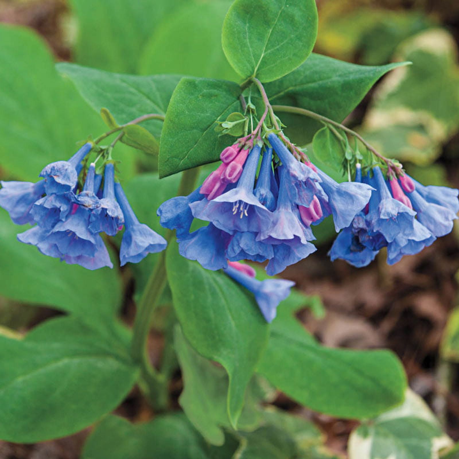 Virginia Bluebells Dormant Bare Root Starter Groundcover Perennial ...