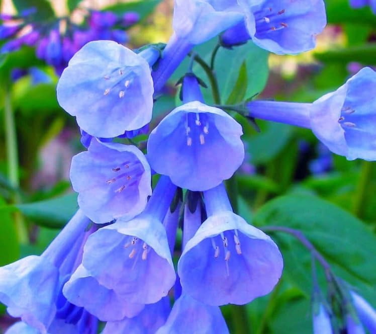 Virginia Bluebells Root for Planting - 1 Year Old Plant, Ready to ...