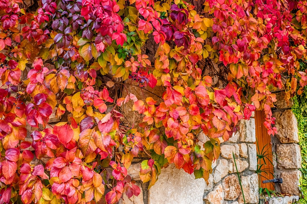 Virginia Creeper 3 Live Vine Bush Seedlings for Planting | No Ship to ...