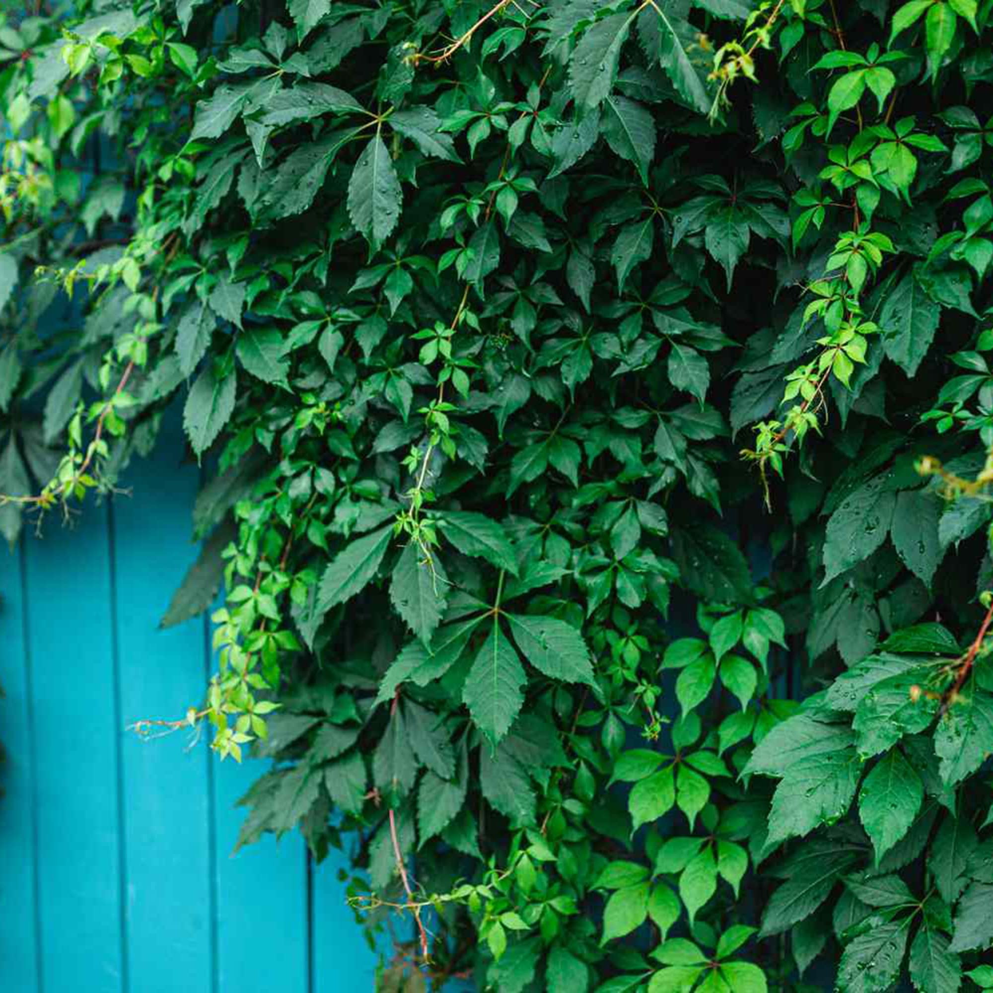 Virginia Creeper SeedsUMRT Parthenocissus Quinquefolia Woody Vine ...