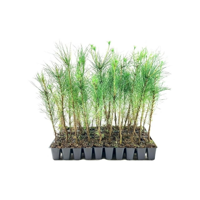 Virginia Pine 10 Live Trees - Unique Evergreen Specimen Planting, Pinus ...