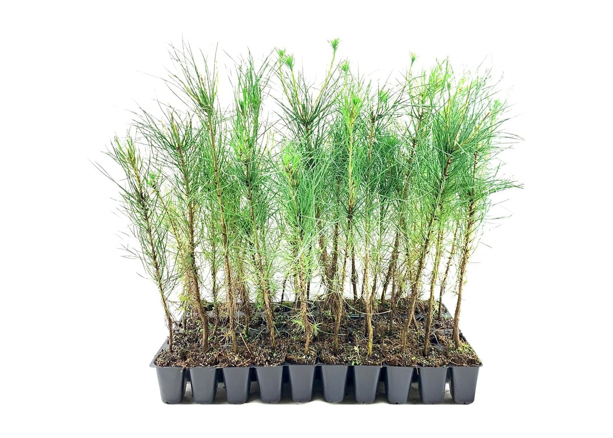 Virginia Pine 3 Live Trees Scrub Spruce Pine Pinus Virginiana Unique ...