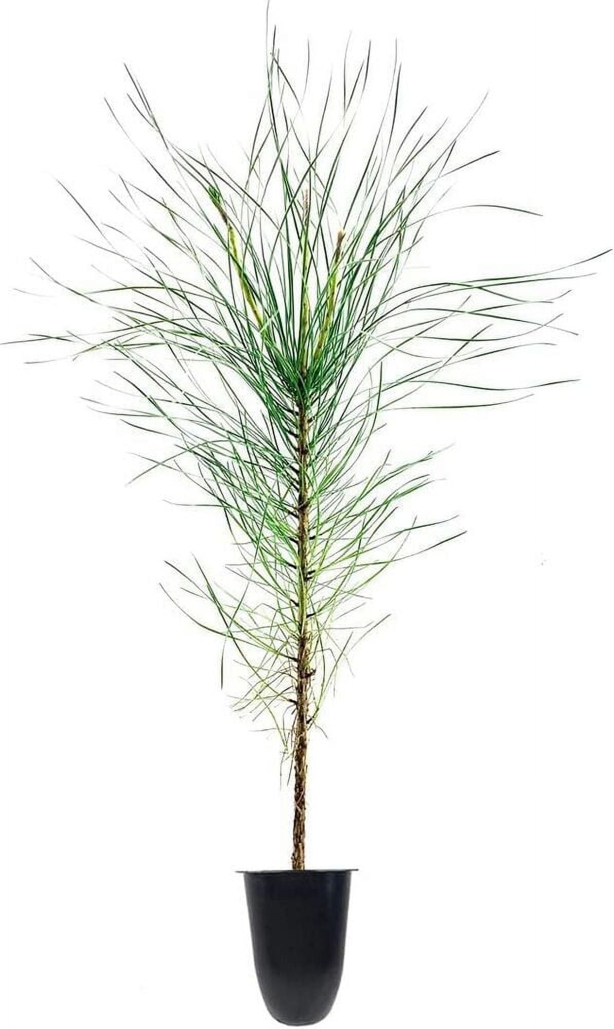 Virginia Pine | Live Trees | Scrub Spruce Pine | Pinus Virginiana ...