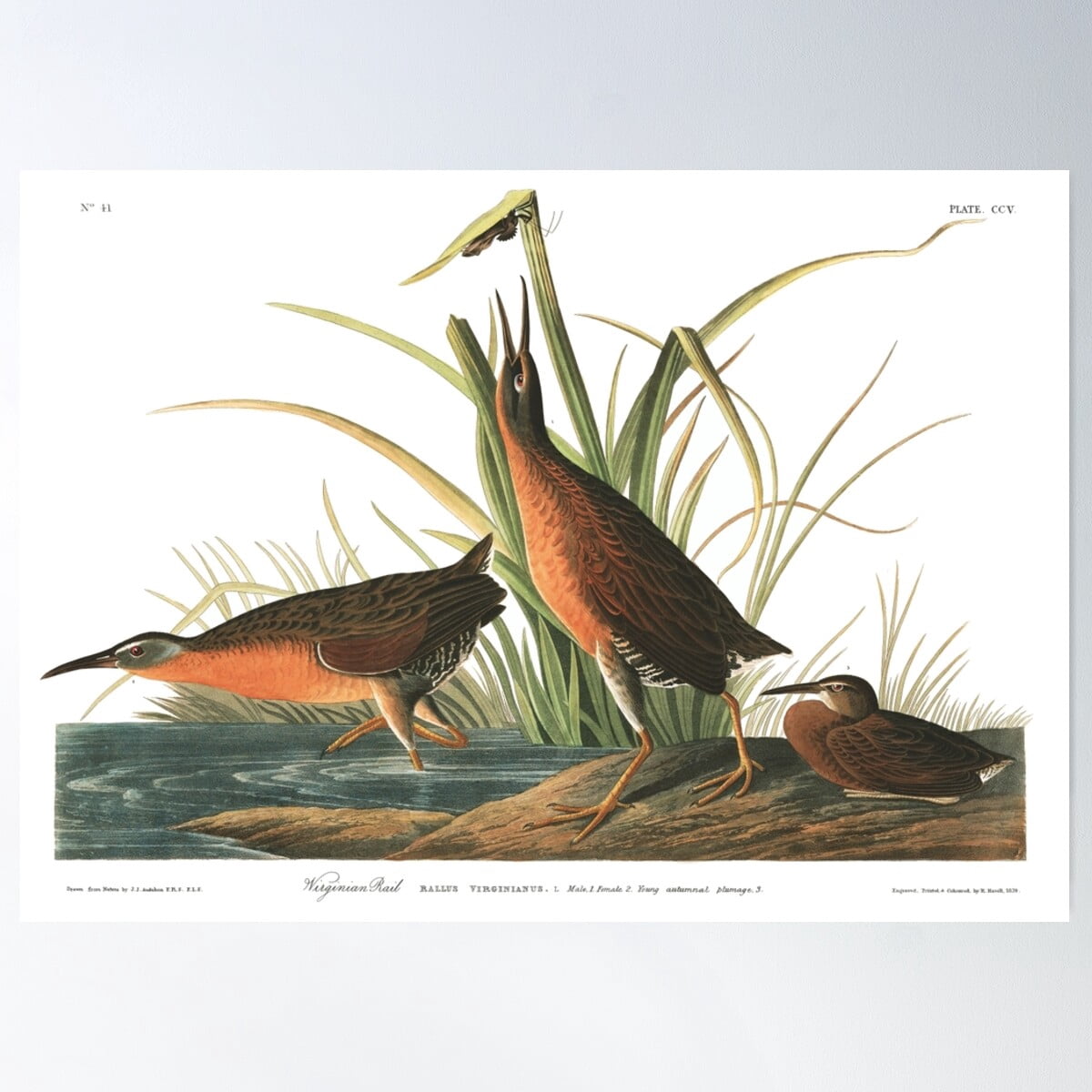 Virginia Rail - John James Audubon Poster Wall Art, Modern Wall Decor ...