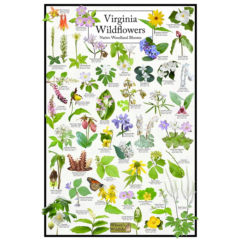 Virginia Wildflowers Poster - Native Woodland Blooms - Educational ...