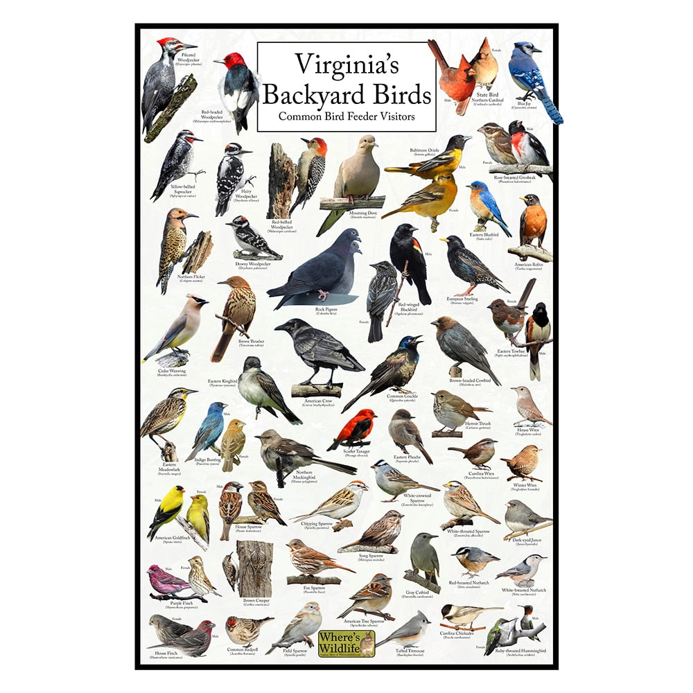 Virginia's Backyard Birds Poster - Virginia Bird Chart Highlighting ...