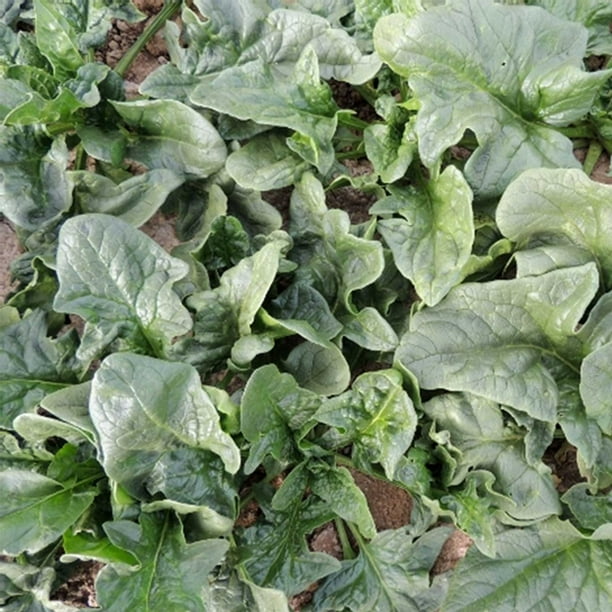 Viroflay Spinach Garden Seeds - 5 Lbs Bulk - Non-GMO, Heirloom ...