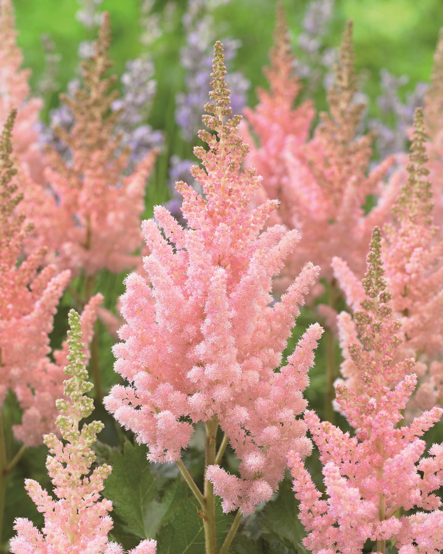 Vision Inferno False Spirea Perennial Plant - Astilbe chinensis ...