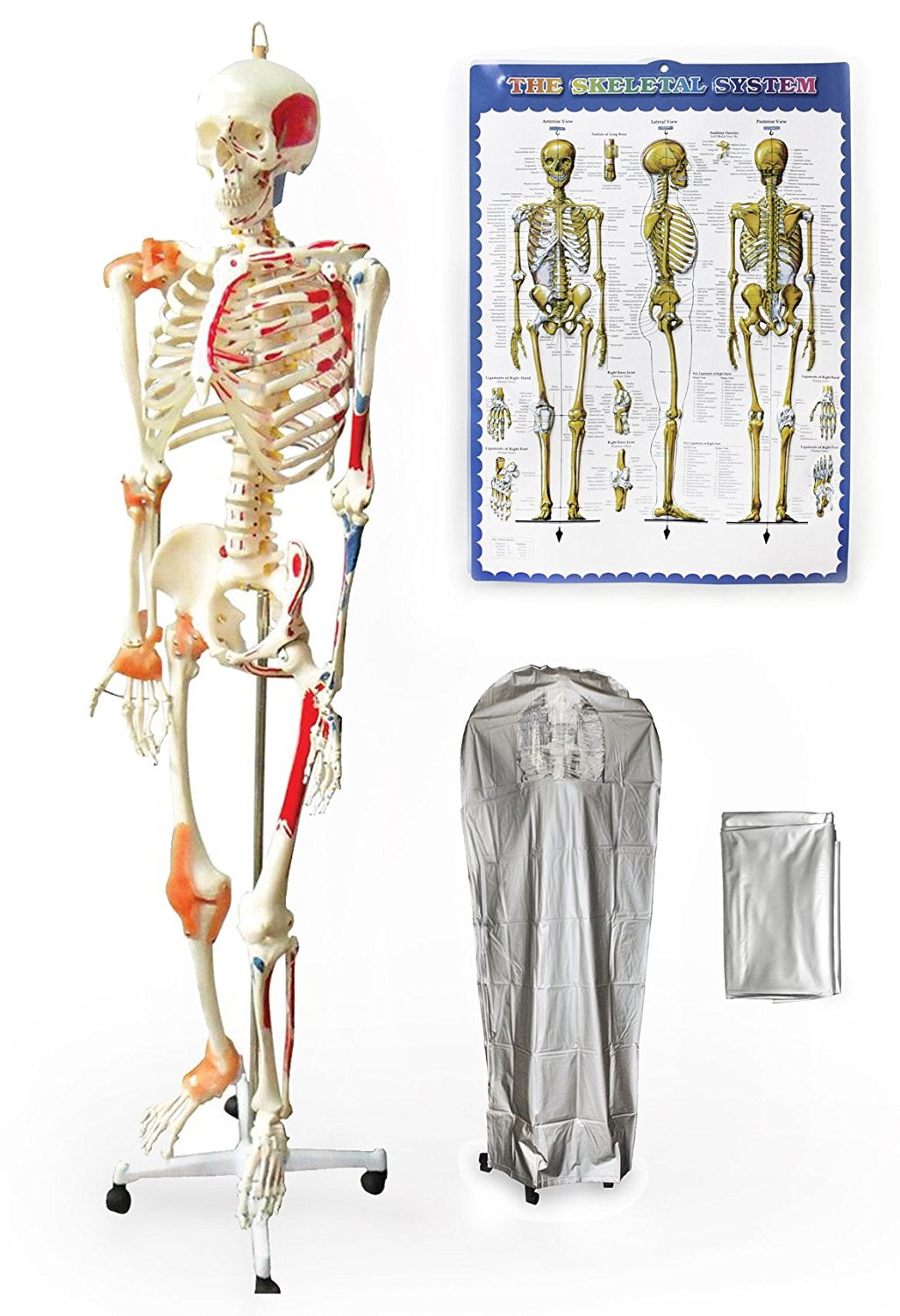 Vision Scientific Full Size Human Skeleton- 67” (170 cm) with Muscles ...