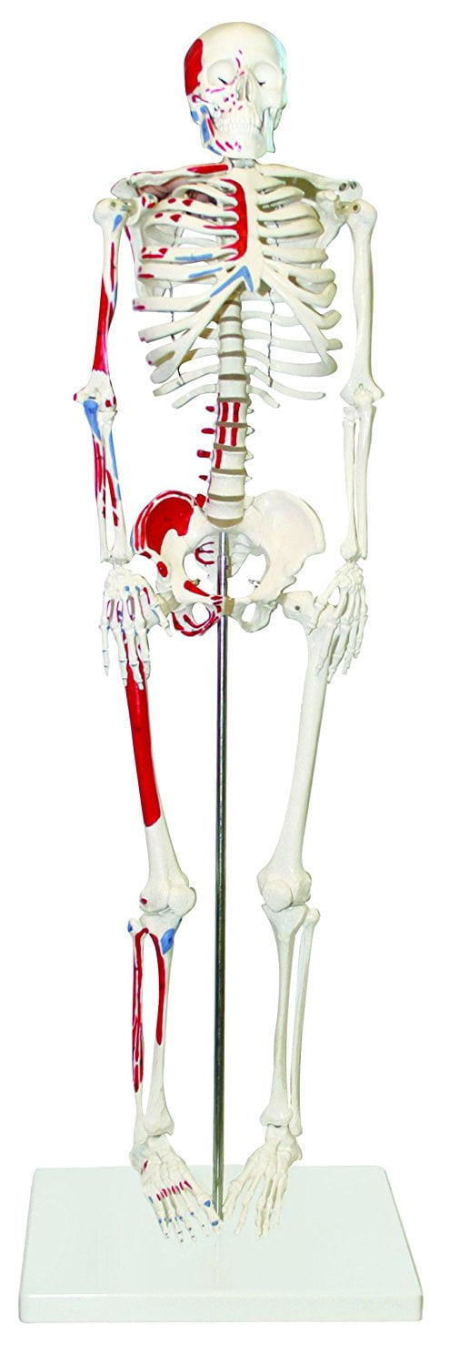 Vision Scientific Life Size Poseable Plastic Human Skeleton- 33 (84cm ...