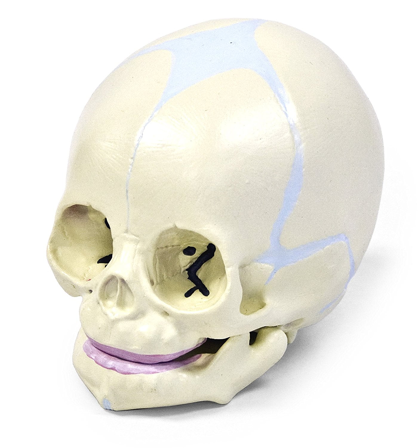 Vision Scientific Human Fetal Skull - Walmart.com