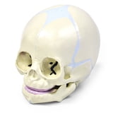 Vision Scientific Human Fetal Skull - Walmart.com