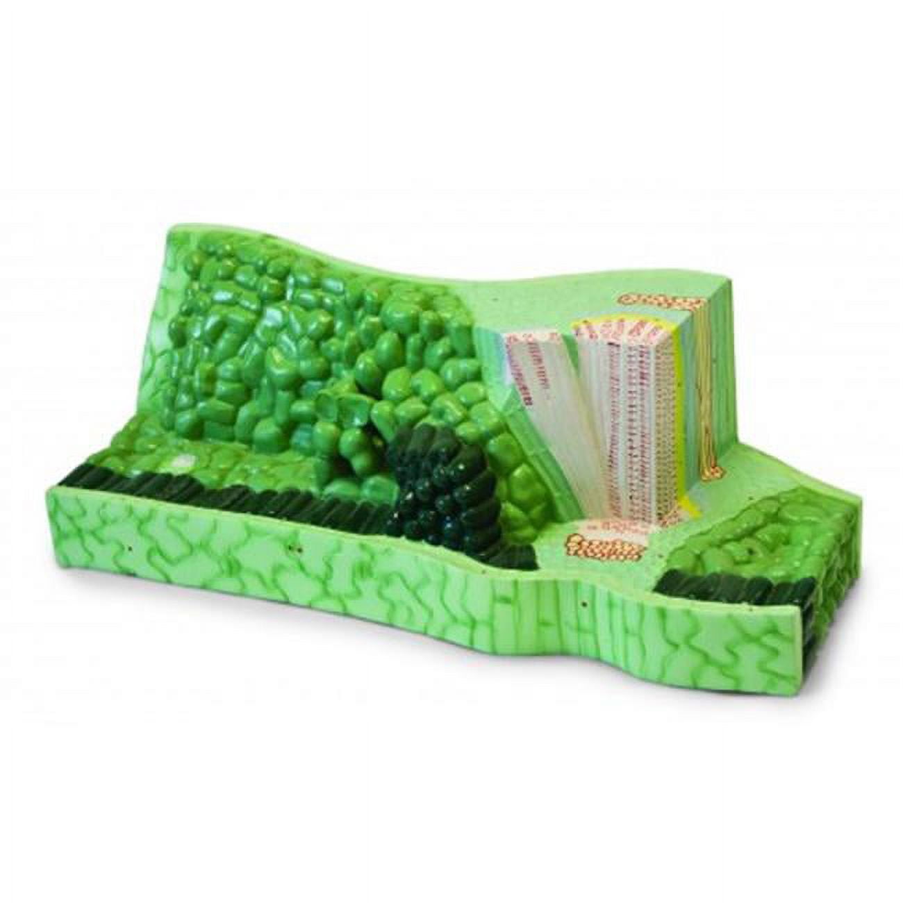 Vision Scientific Leaf Structure Model from a Lima Bean Leaf - Walmart.com