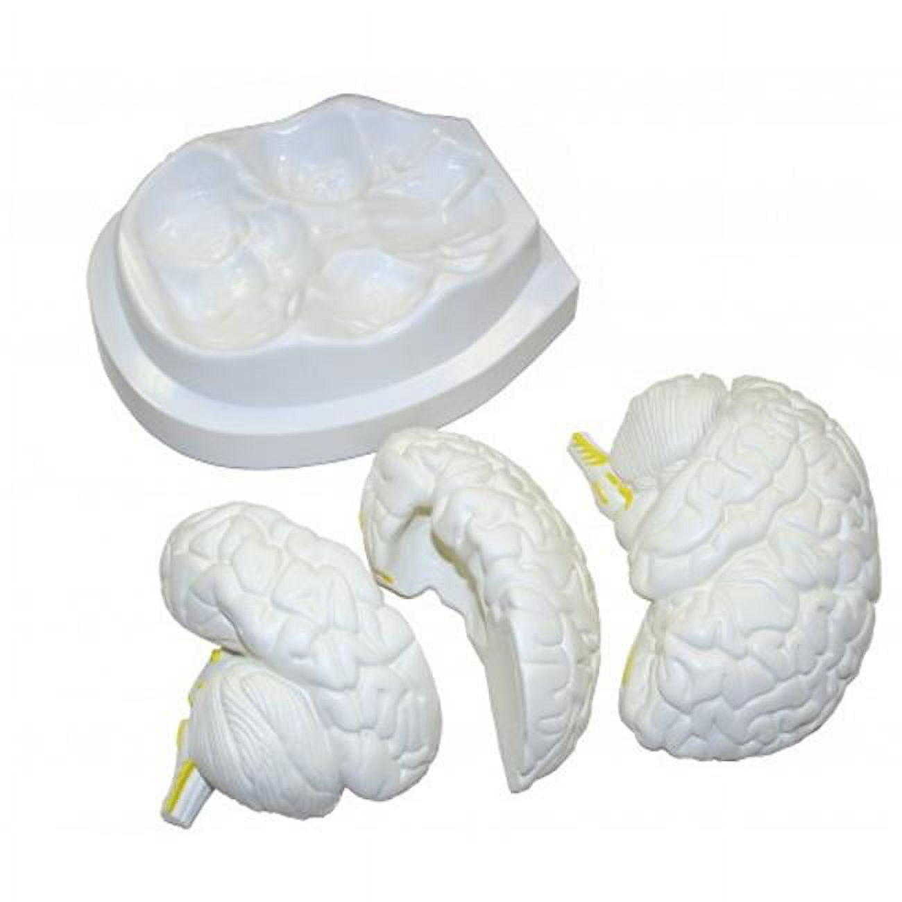 Vision Scientific Life Size Brain Models-3 Parts - Walmart.com