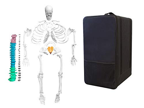 Vision Scientific VAS246-CC0 Life Size, Total Disarticulated Skeleton ...