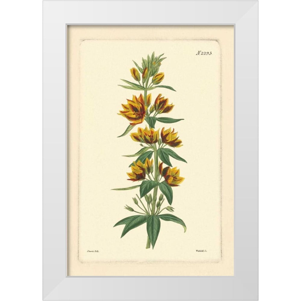 Vision Studio 17x24 White Modern Wood Framed Museum Art Print Titled ...