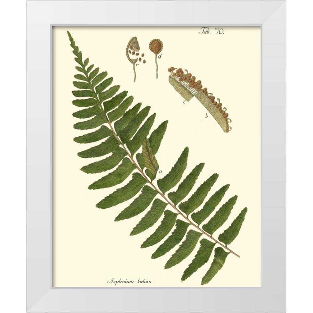 Vision Studio 26x32 White Modern Wood Framed Museum Art Print Titled - Small Antique Fern V ...