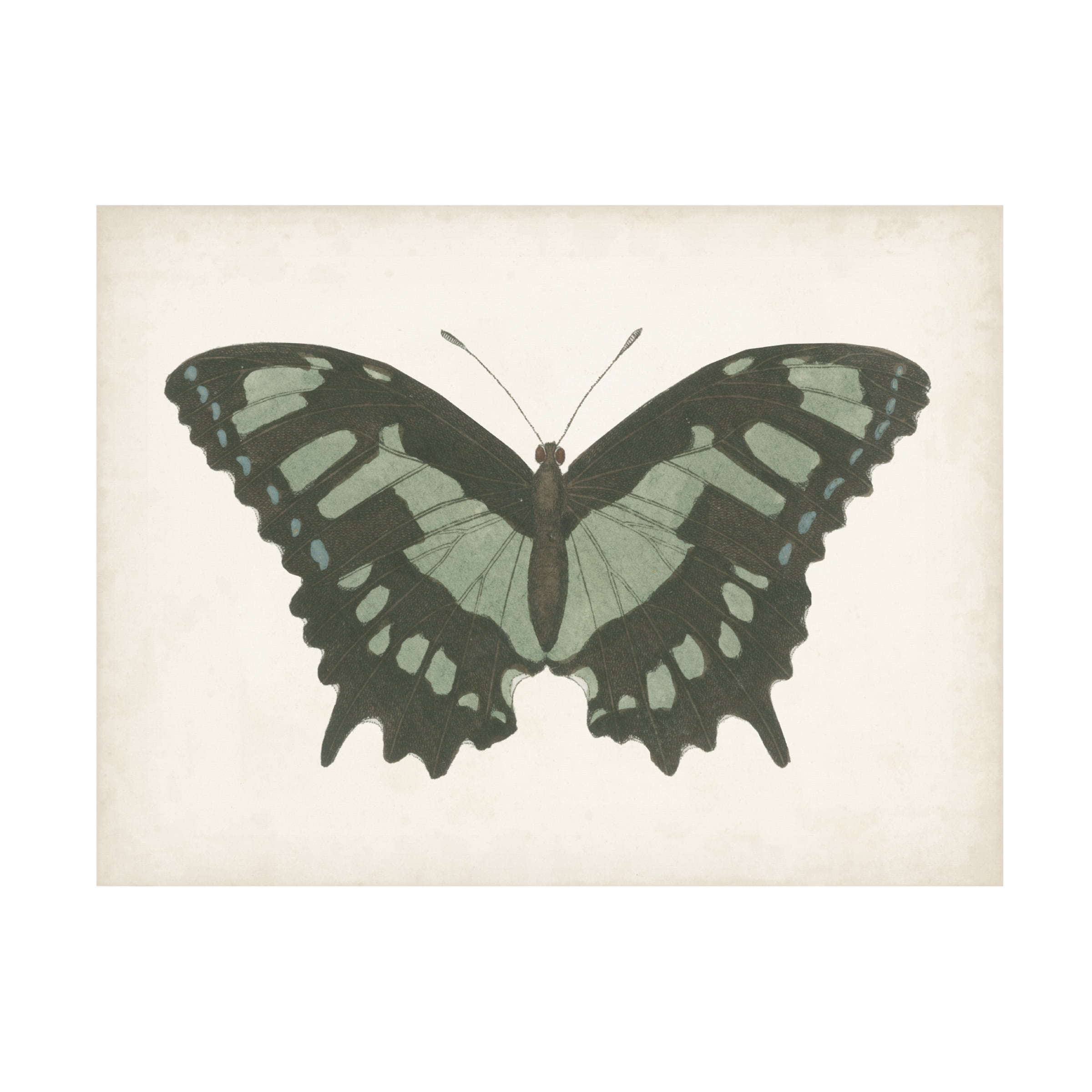 Vision Studio 'Beautiful Butterfly II' Canvas Art - Walmart.com
