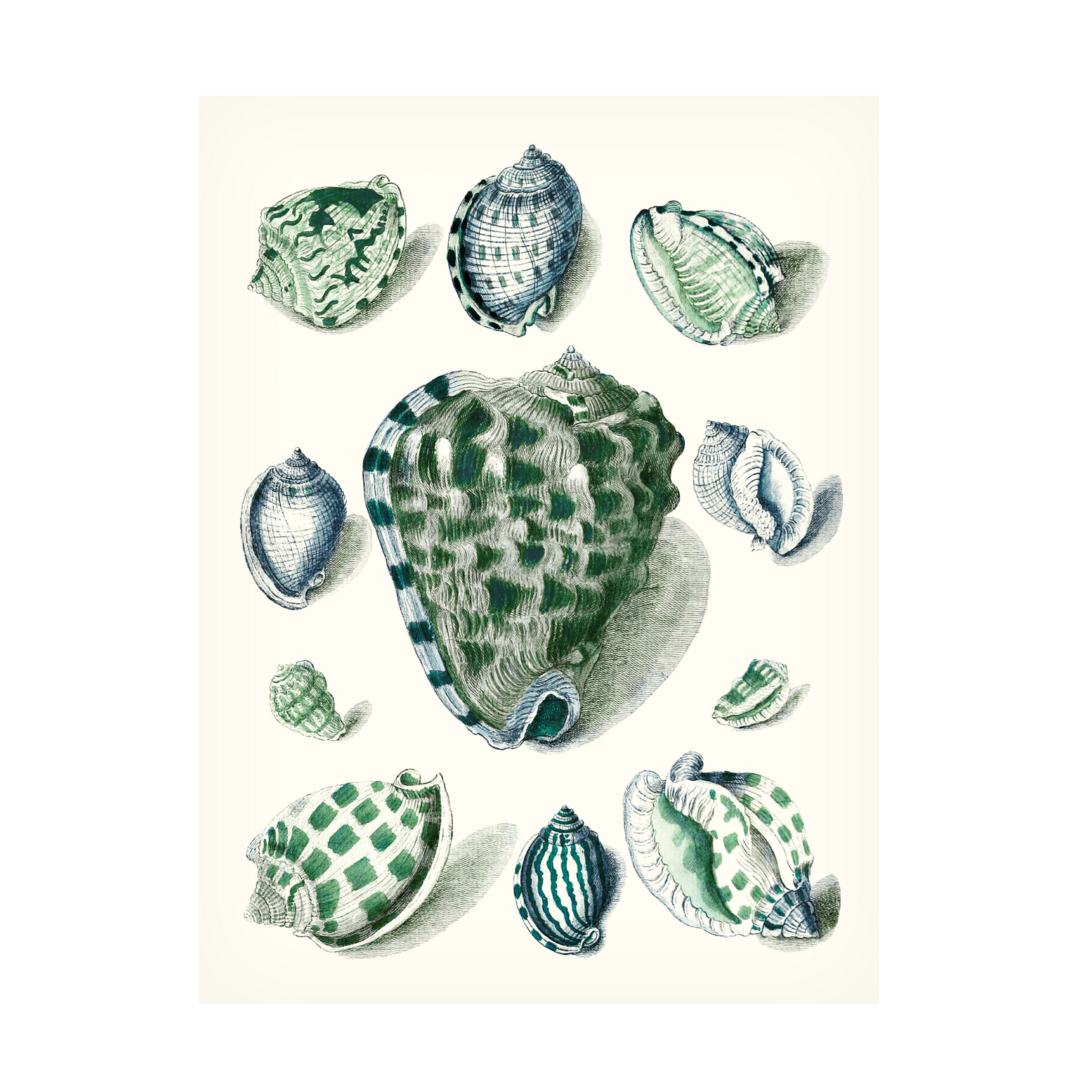 Vision Studio 'Celadon Shells III' Canvas Art - Walmart.com