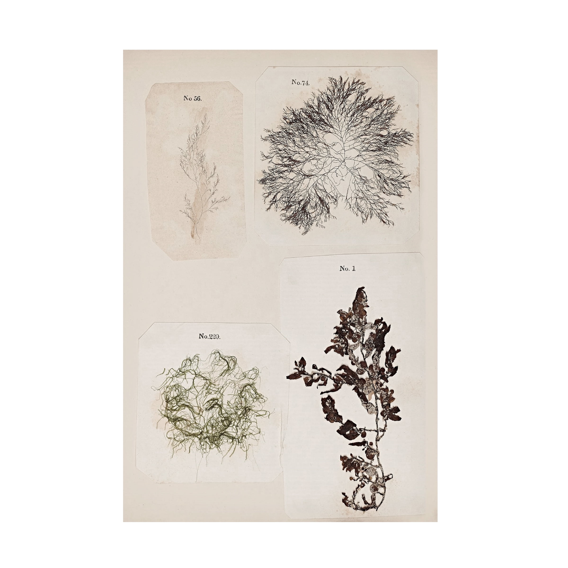 Vision Studio 'Coral Collage V' Canvas Art - Walmart.com